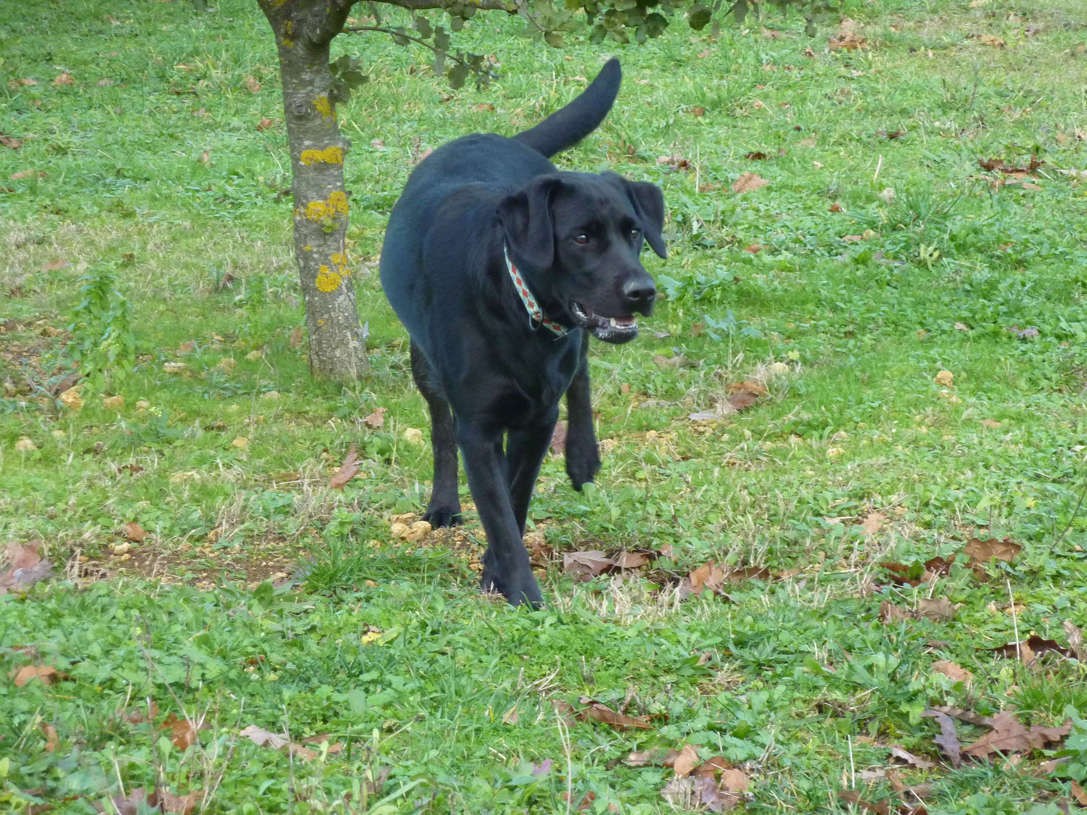 Cavage en truffière. - La vie de nos 3 Labradors