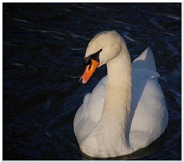 cygne - le blog de jean-michel