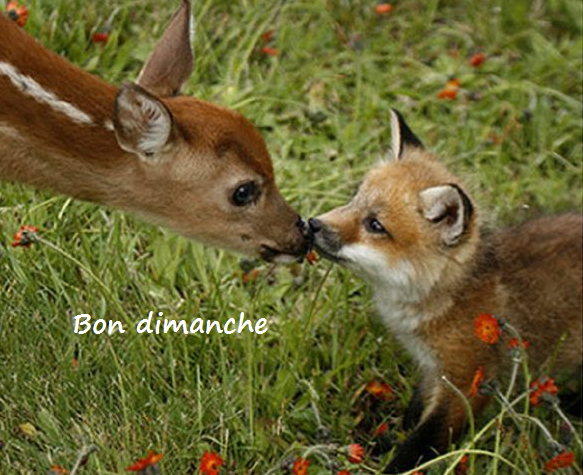 bon dimanche - Parce qu'il faut sourire à la vie