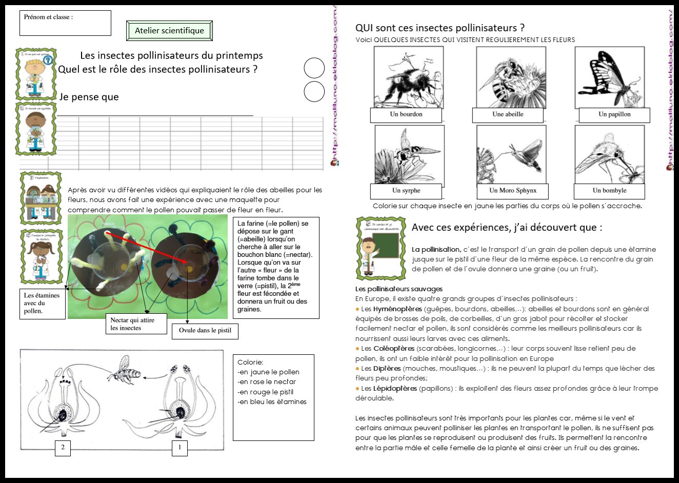 Ateliers scientifiques: les insectes du printemps - Chez Maliluno
