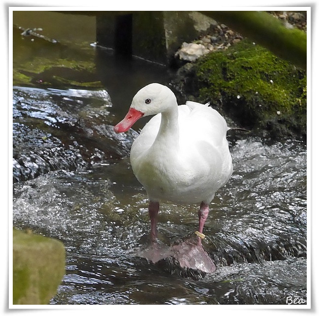 Le Parc de Clères en juillet - Du côté de chez Béa