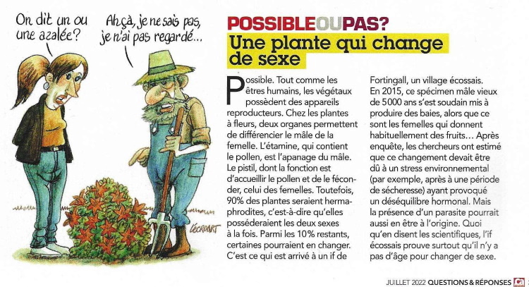 Un ou une azalée? - metzptitsbonheurs