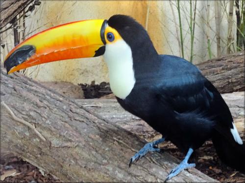 Photo de toucan toco (Zoo du bassin d'Arcachon) - Photos amateurs pour ...