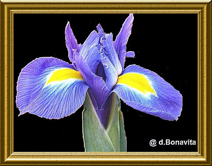 Les Fleurs de mon Jardin - MES ANTIDOTES Ou le plaisir que procure la ...