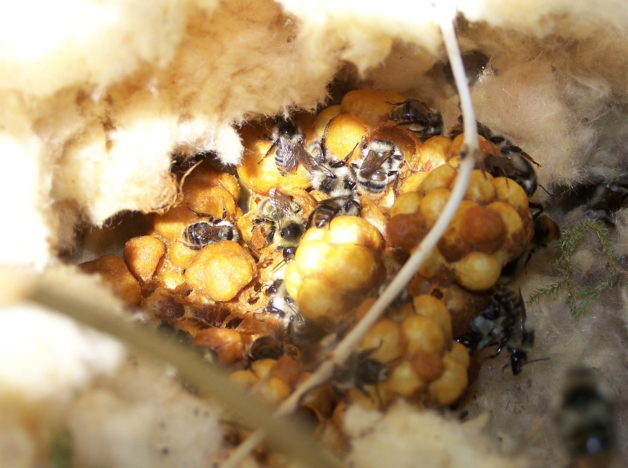 Bourdon Nid Maison – Ventana Blog