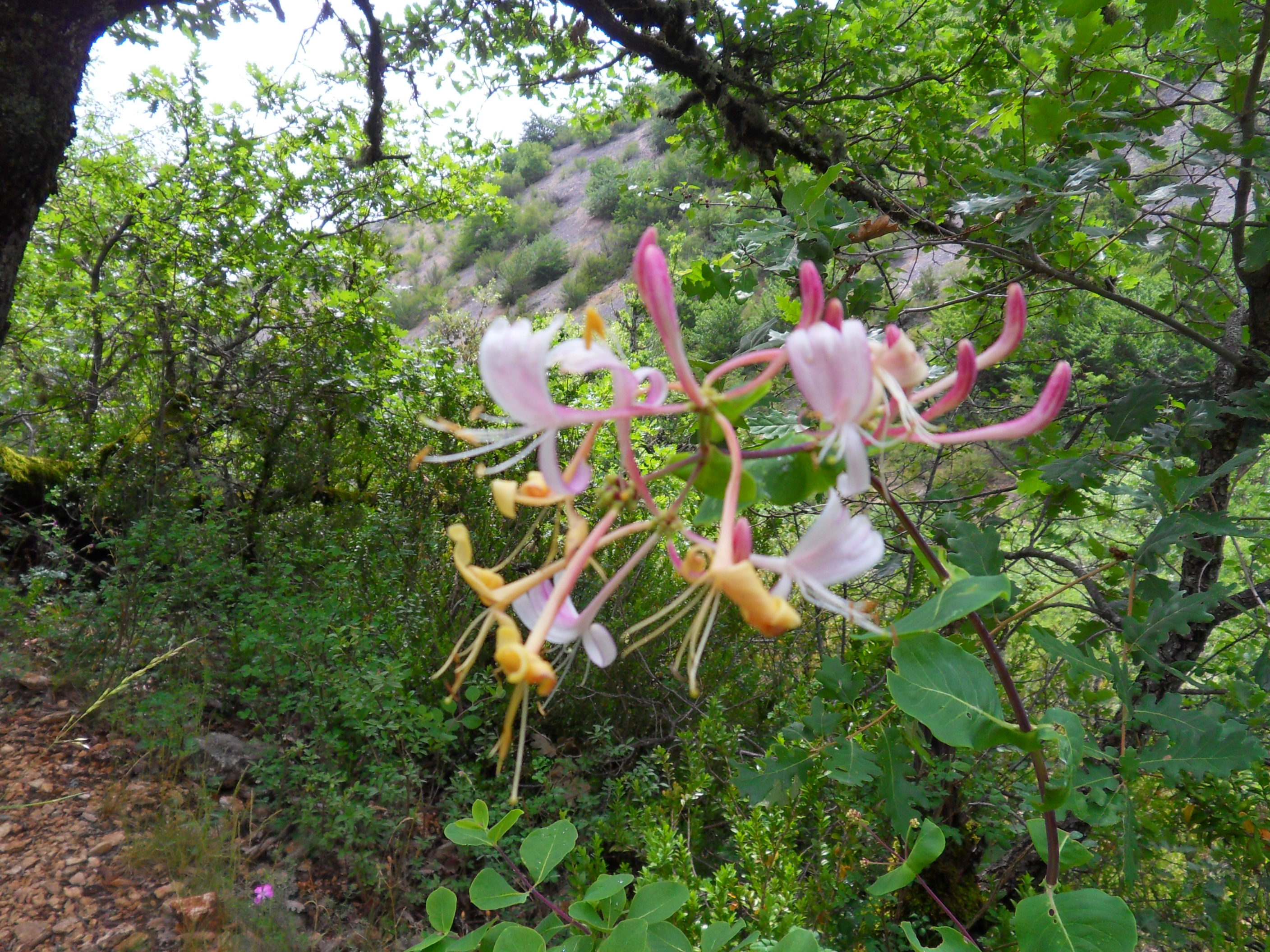 Les Rapports du Capitaine Rando 32 Les crêtes de Cogolin Dans le Massif ...