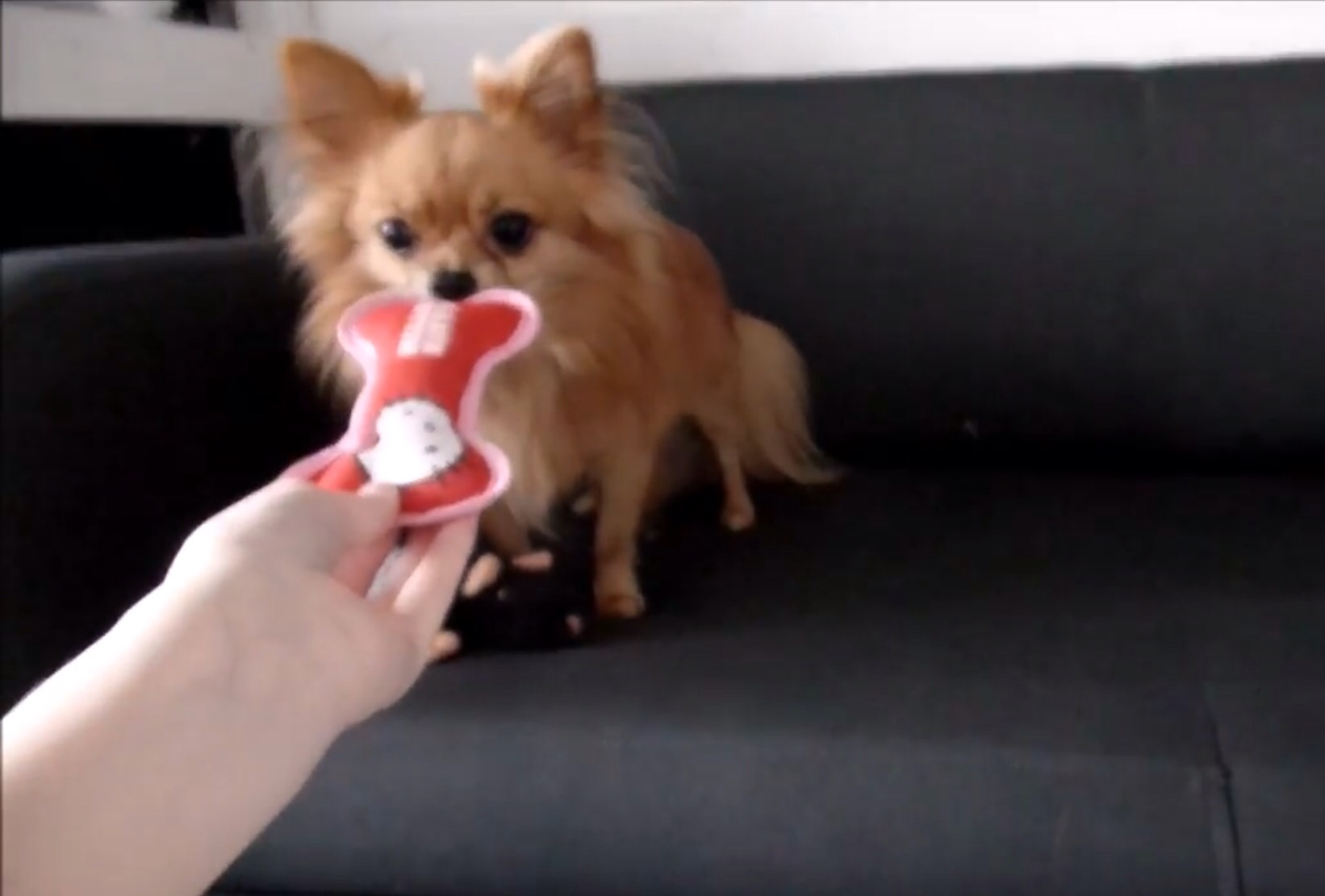 Jouet Os Hello Kitty