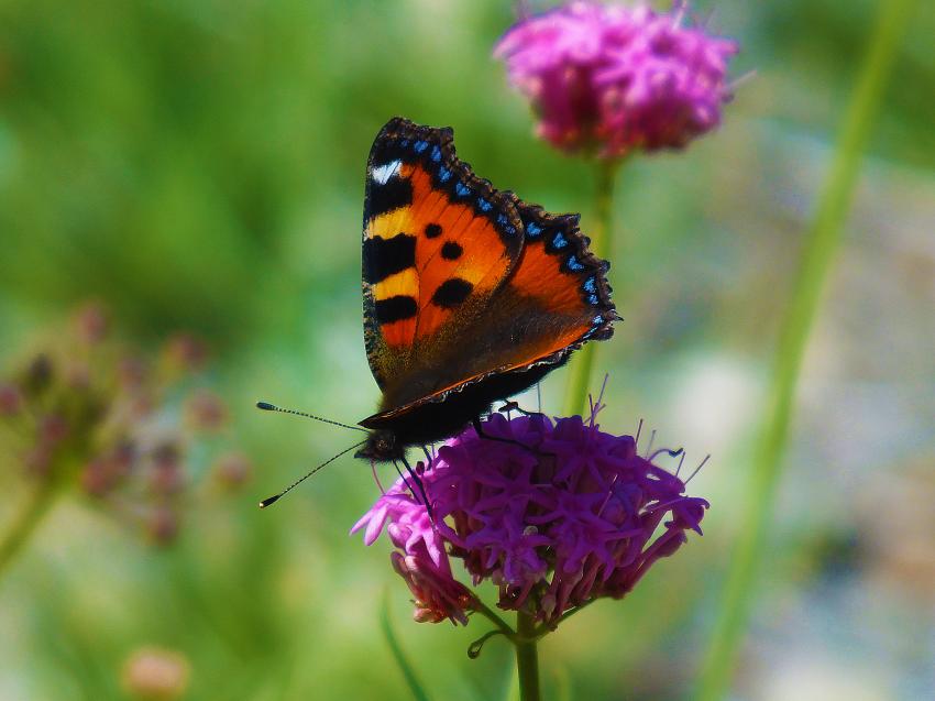 passe - Christophe Goubrievsky Photographies