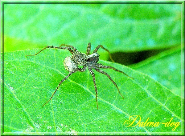 zzzzz!!!!!!crcrcrcrcr!!!!!! - Les amoureux de la nature