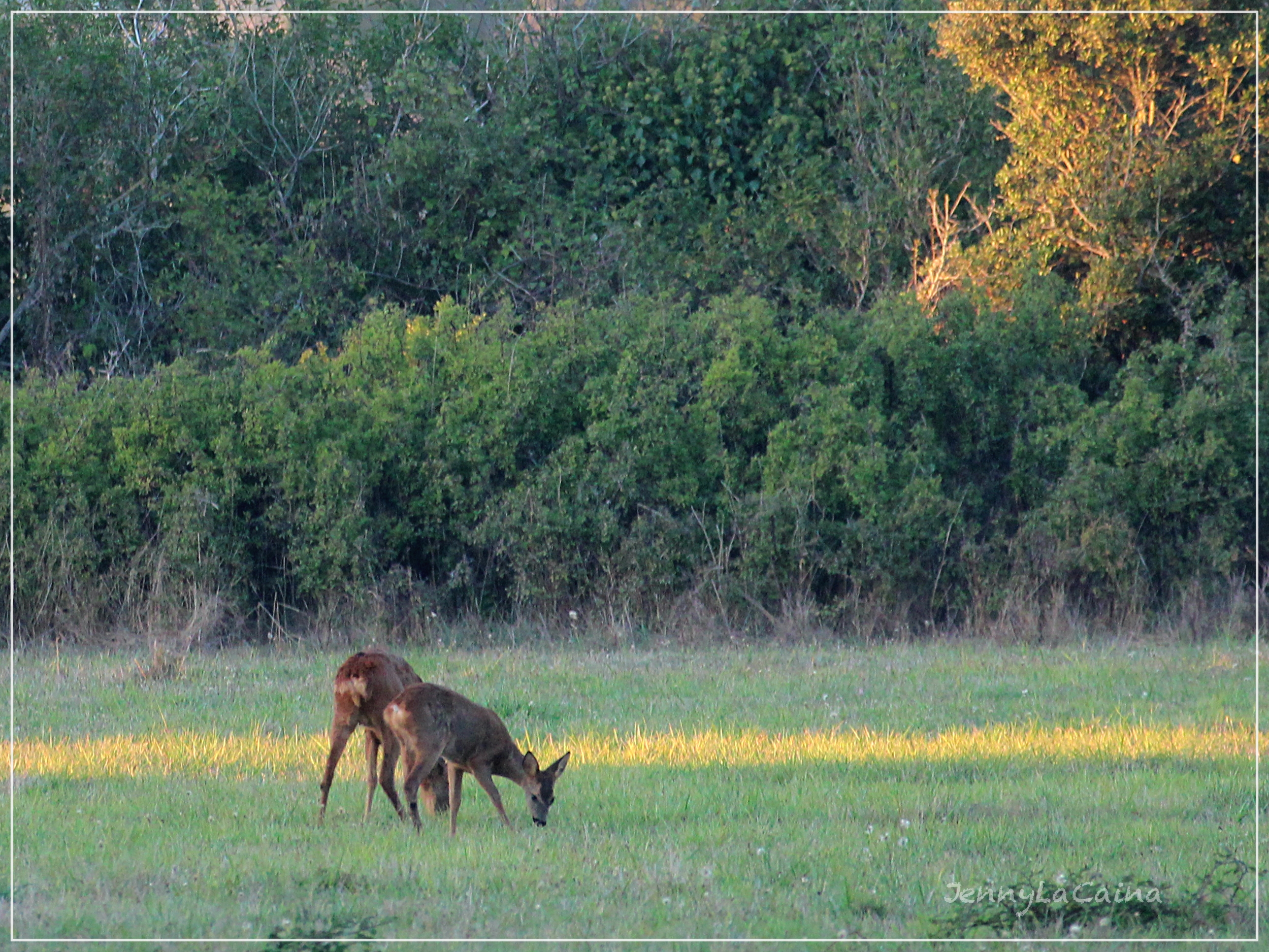 Chevreuil en Vendée - JennyLaCaina