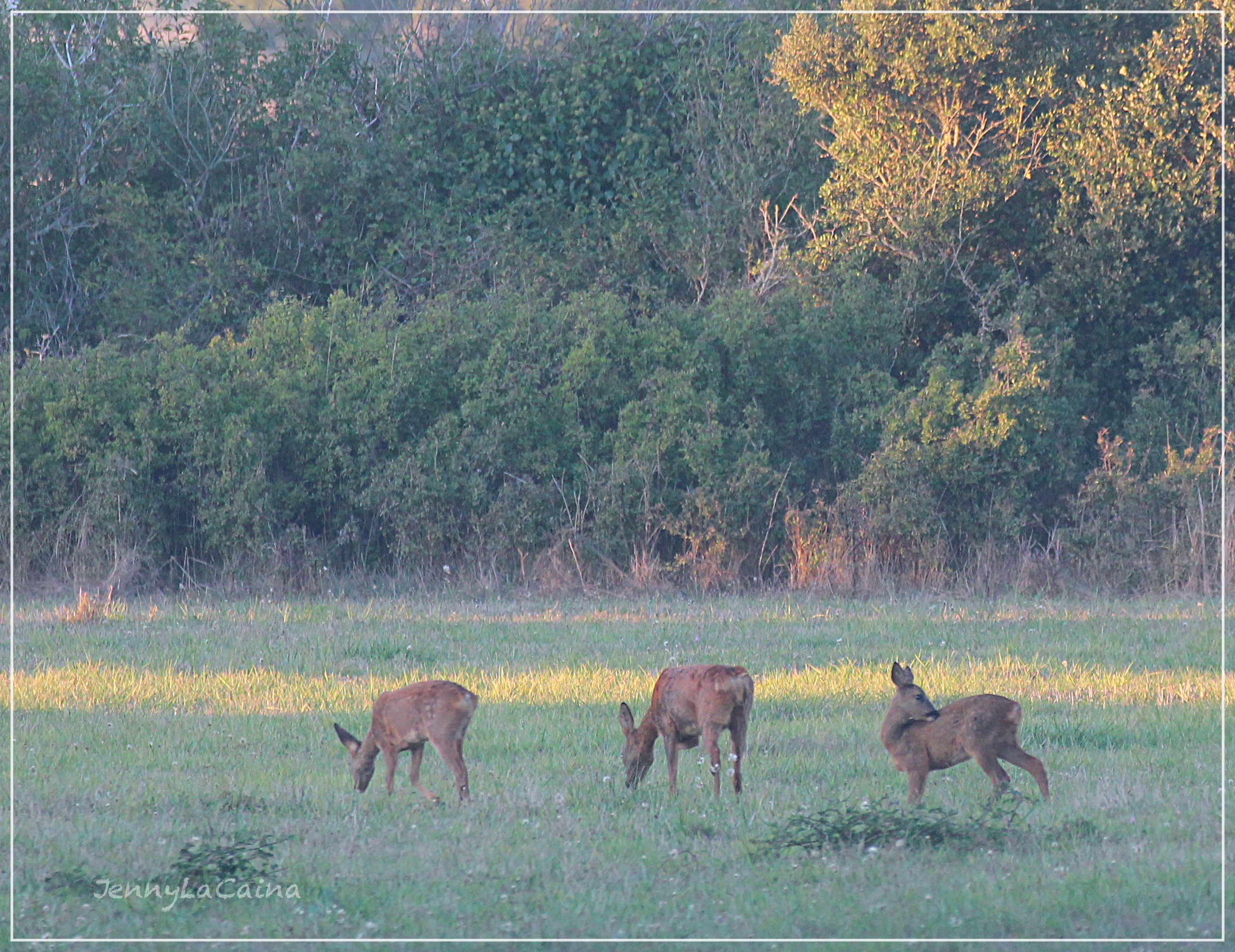 Chevreuil en Vendée - JennyLaCaina